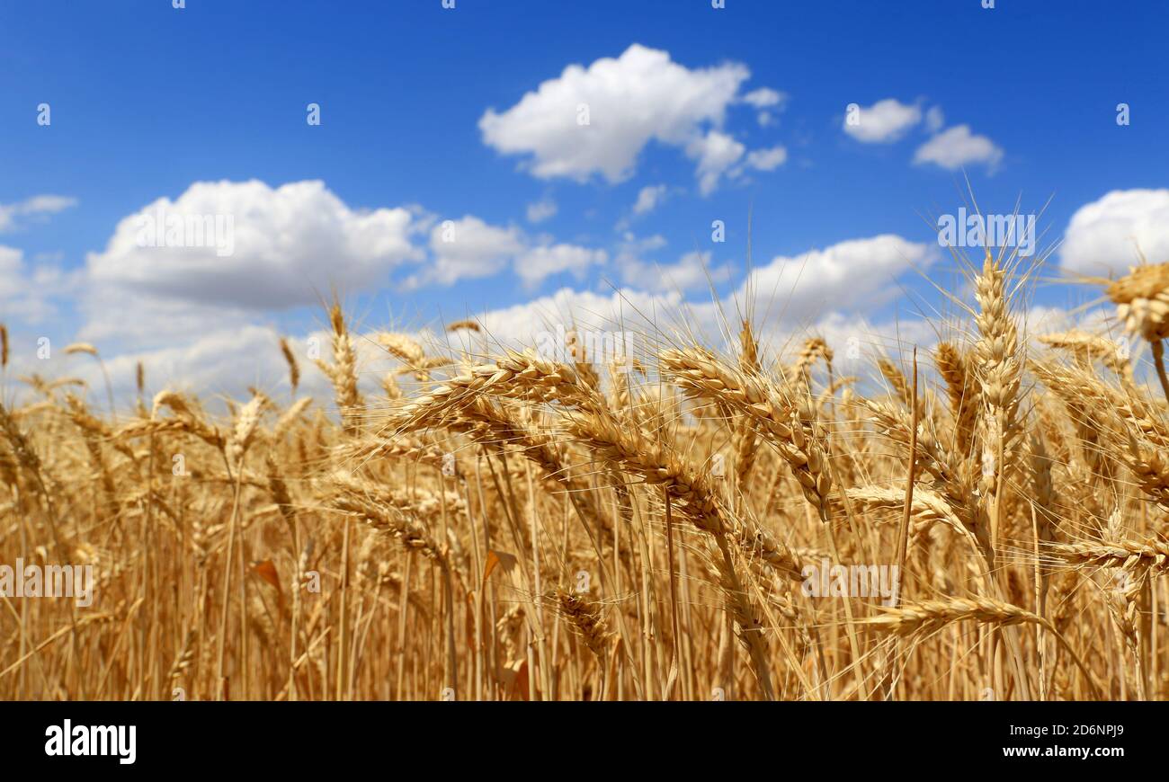 Ears grain ripen under sunlight hi-res stock photography and images - Alamy