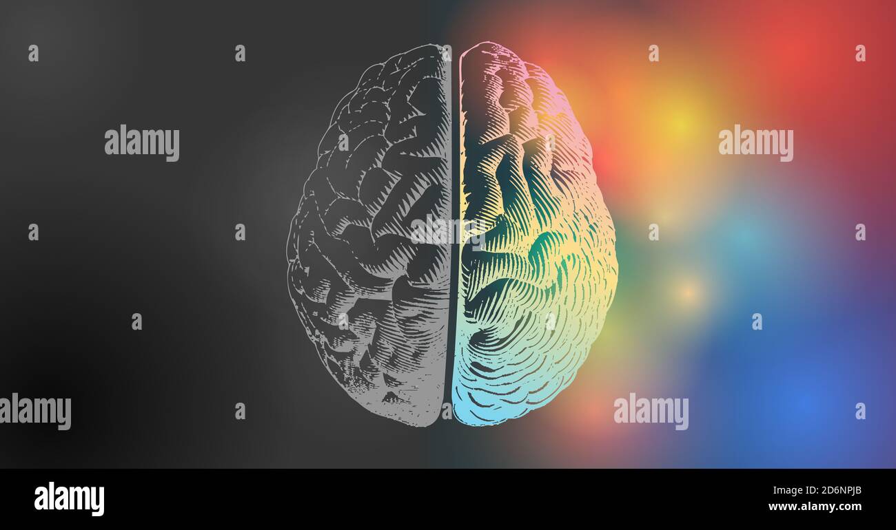 Brain engraving drawing illustration in top view with left and right ...