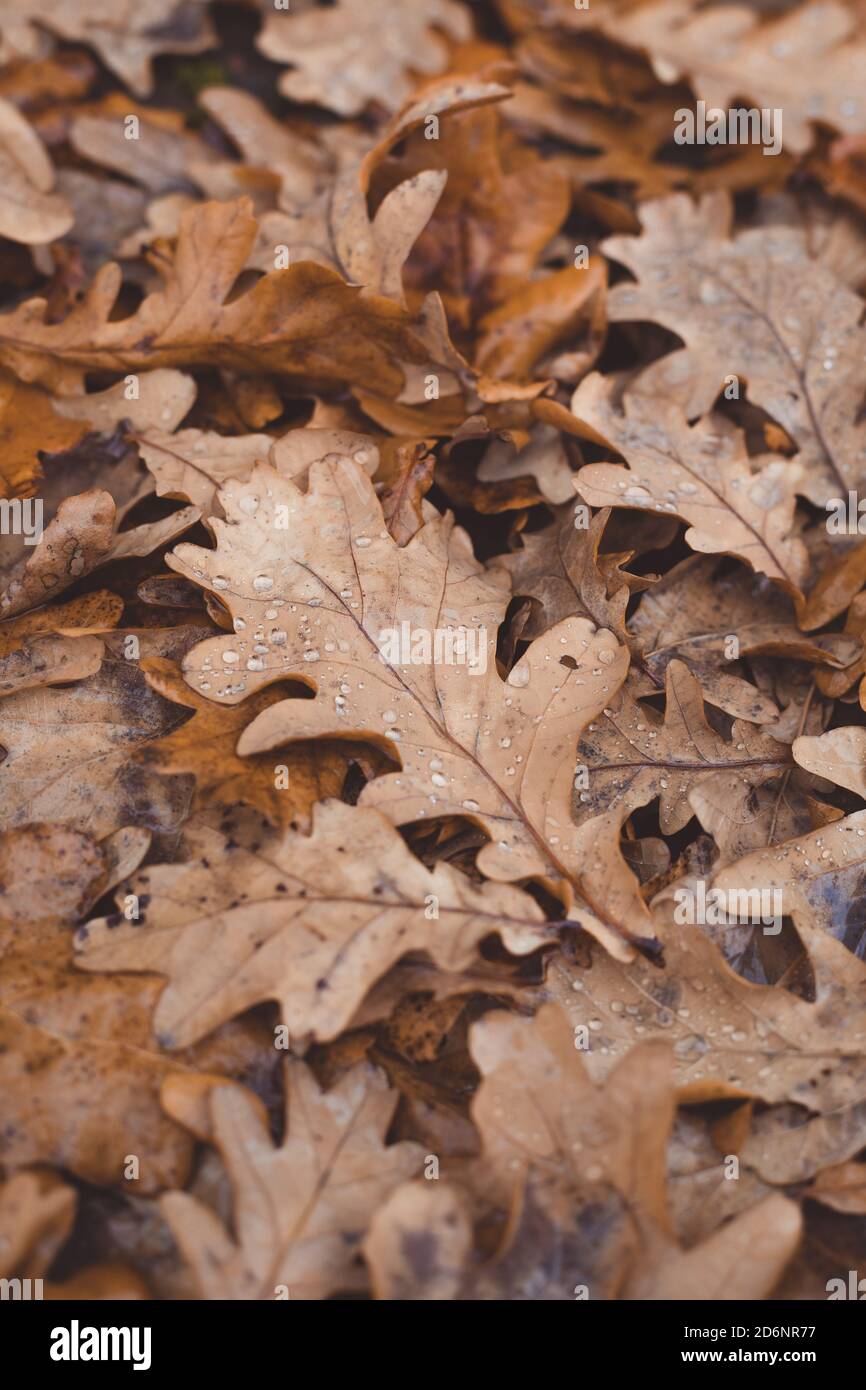 Background texture of fallen brown oak tree leaves, rain drops, toned ...