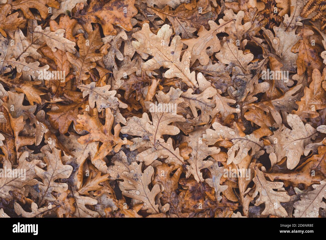 Background texture of fallen brown oak tree leaves, toned Stock Photo ...