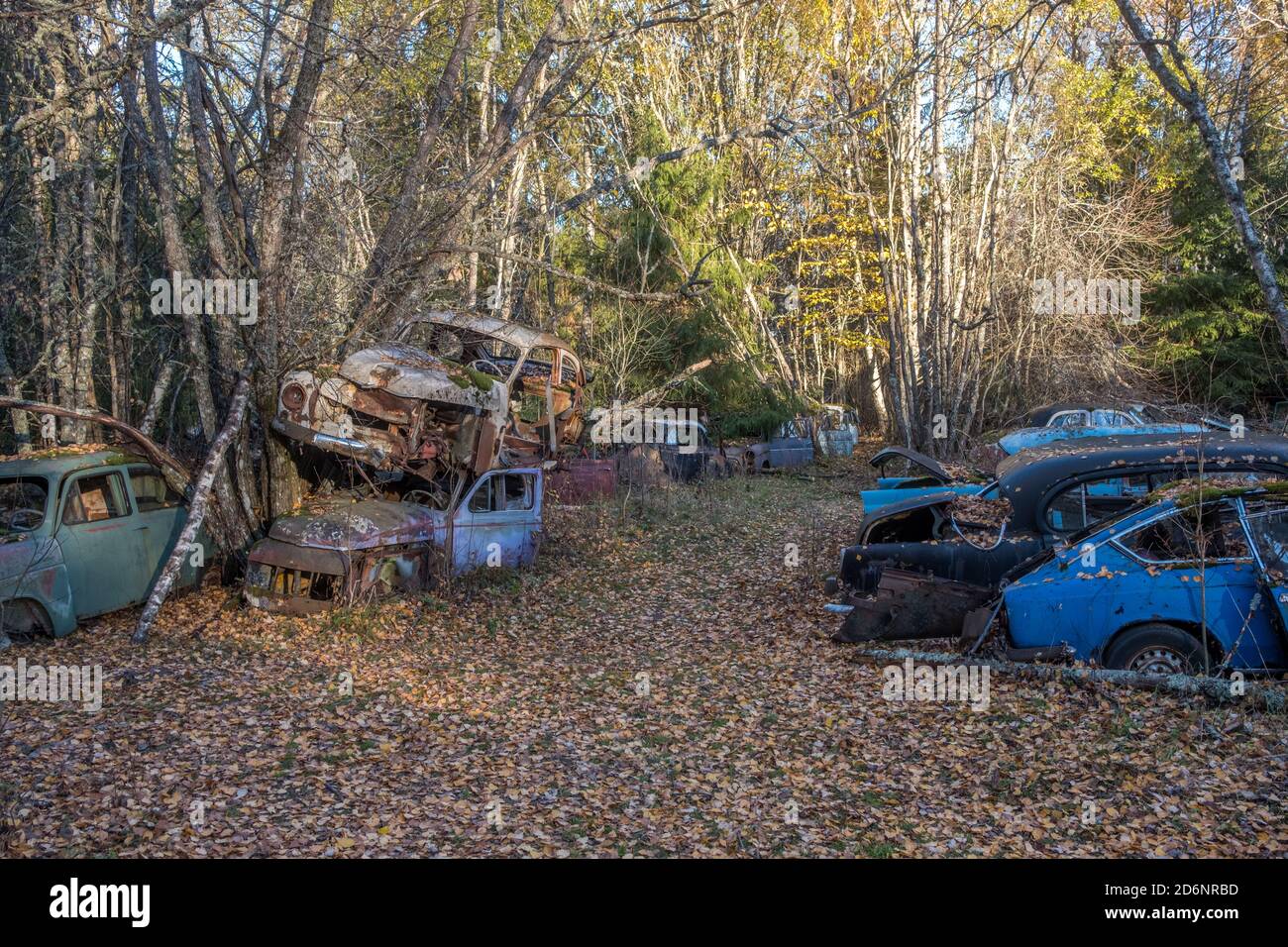 Car cemetery during autumn in Sweden Stock Photo - Alamy