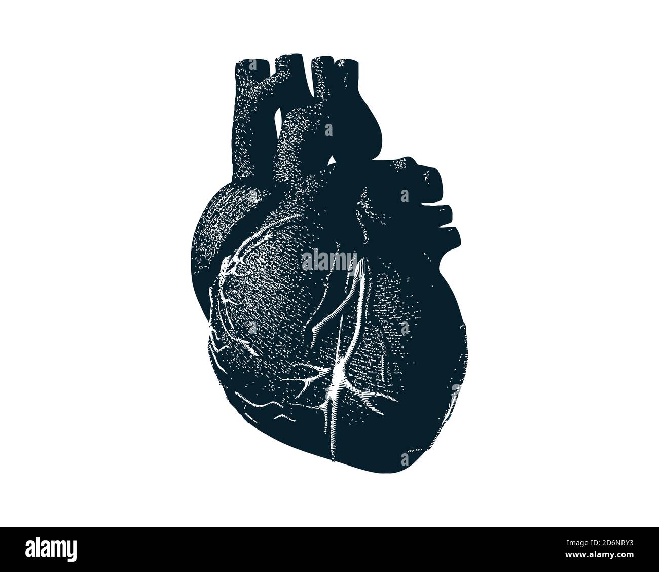 Human heart engraving drawing in dark shading isolated on white ...
