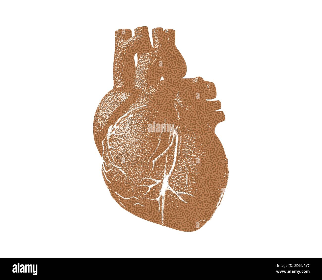 Sepia human heart engraving drawing in dark shading isolated on white ...