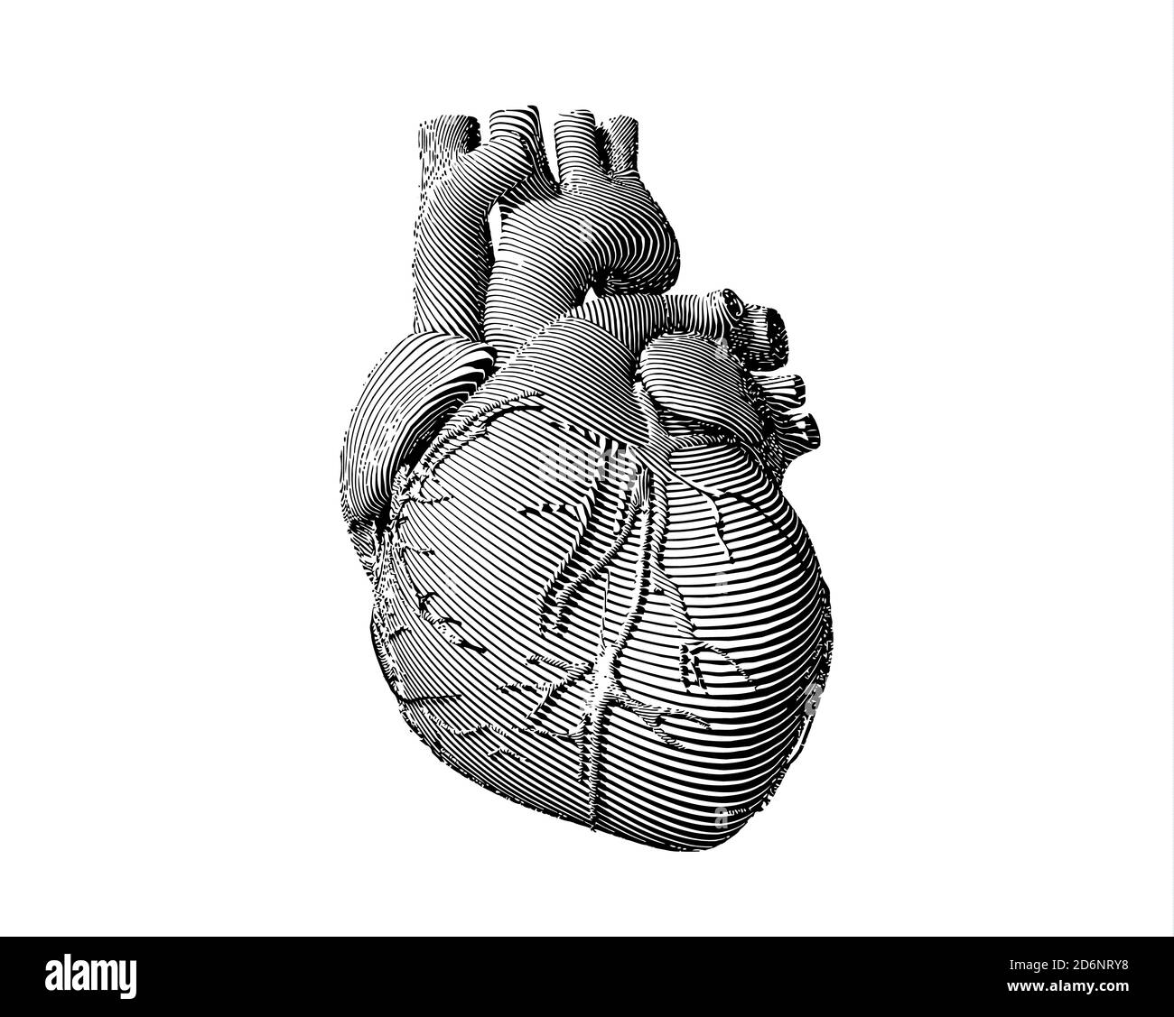 Monochrome engraving human heart illustration with stylized flow line ...