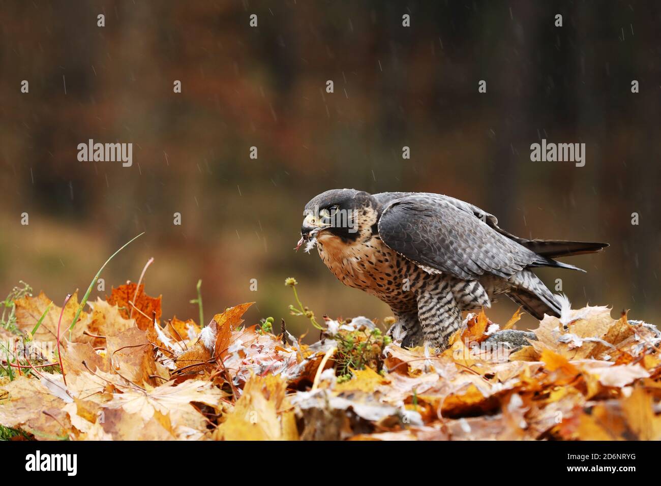 Peregrine falcon bird of prey raptor falco hi-res stock photography and ...