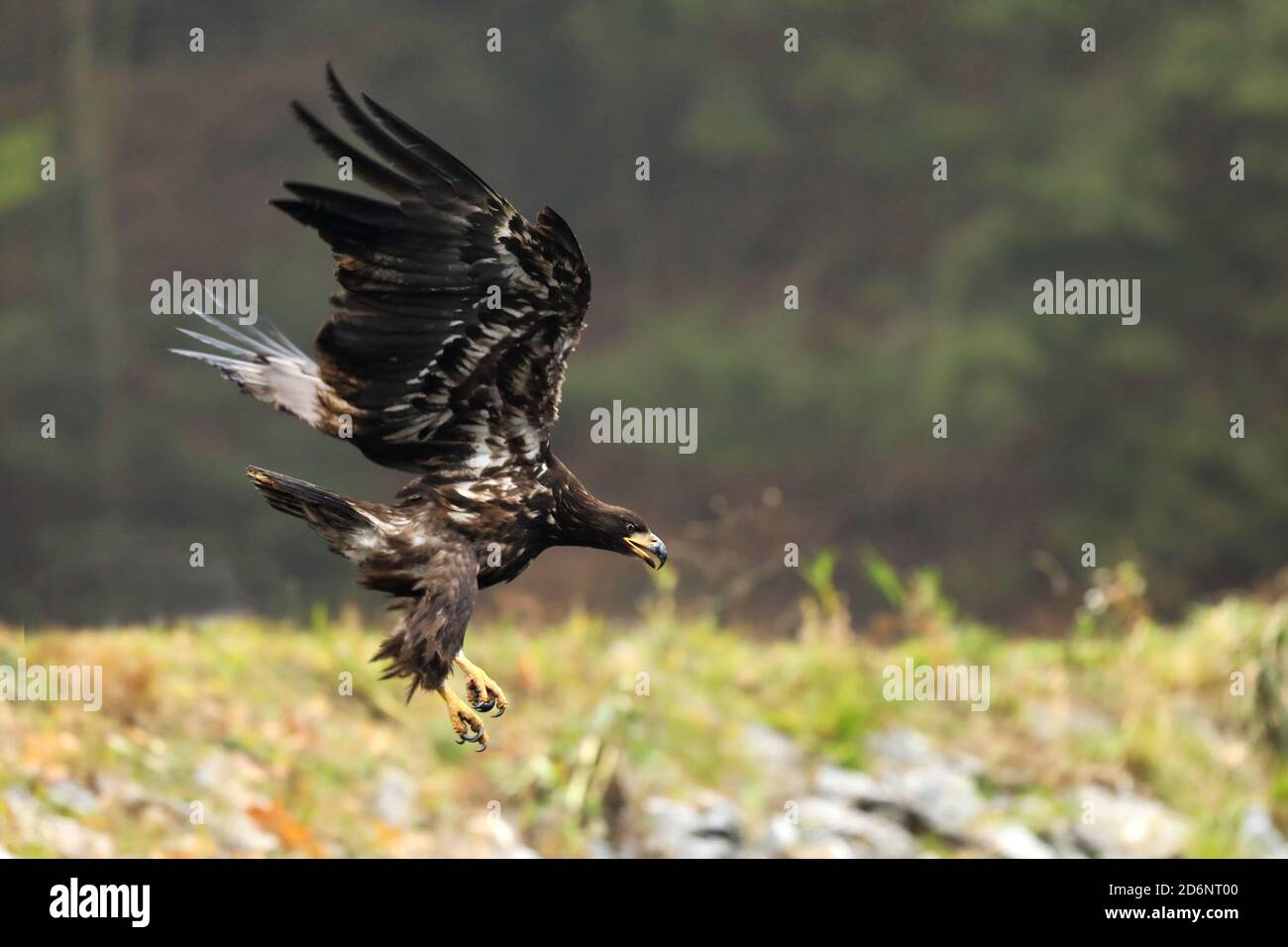 Eagle catching fish hi-res stock photography and images - Alamy