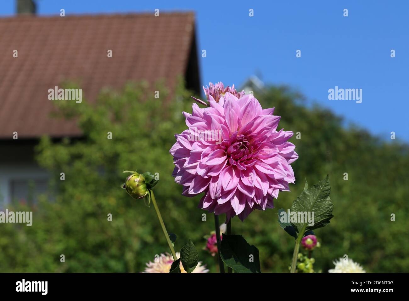Beautiful pink dalia flower in a park Stock Photo - Alamy