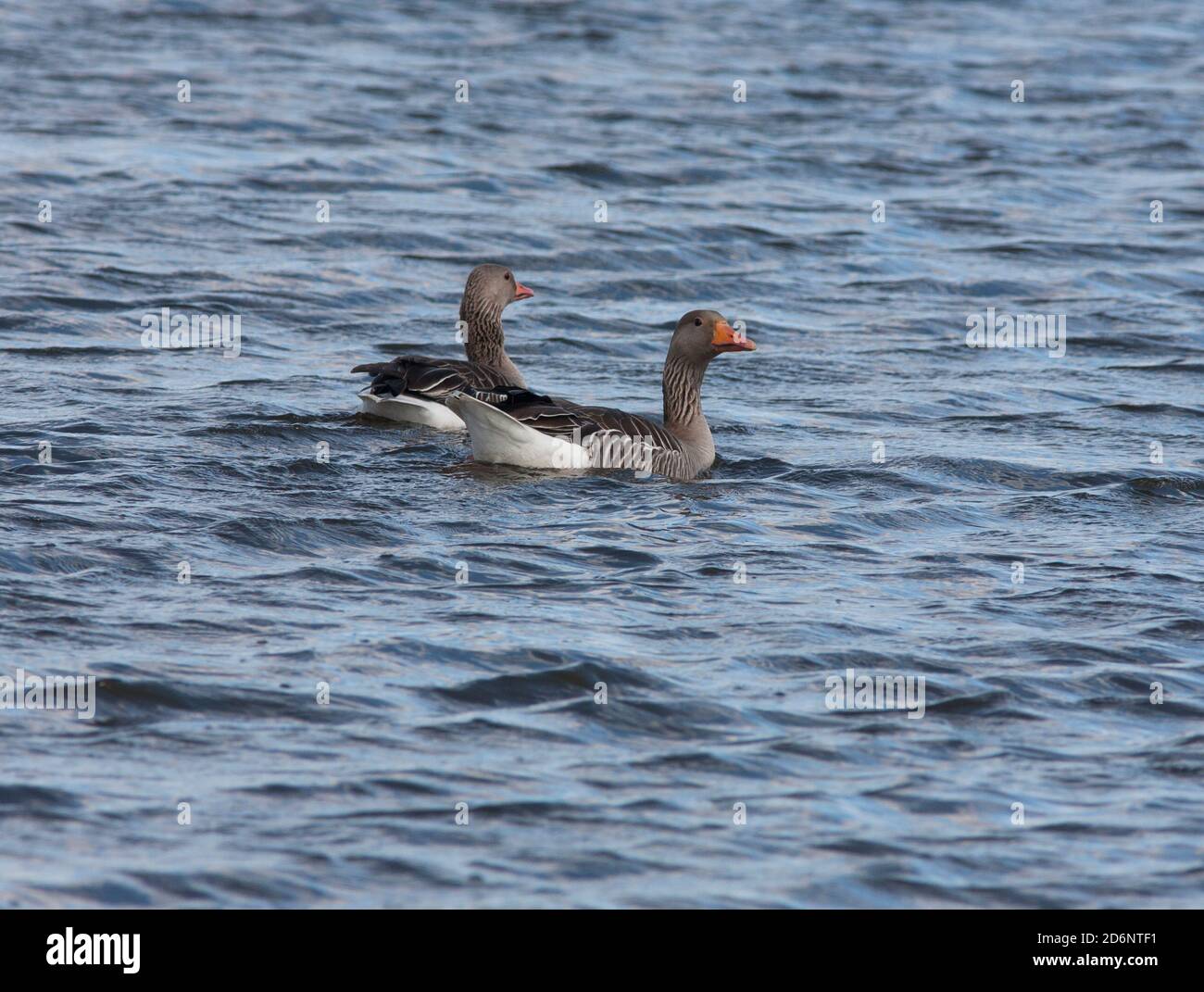 GRAY GOOSE Anser anser Stock Photo - Alamy