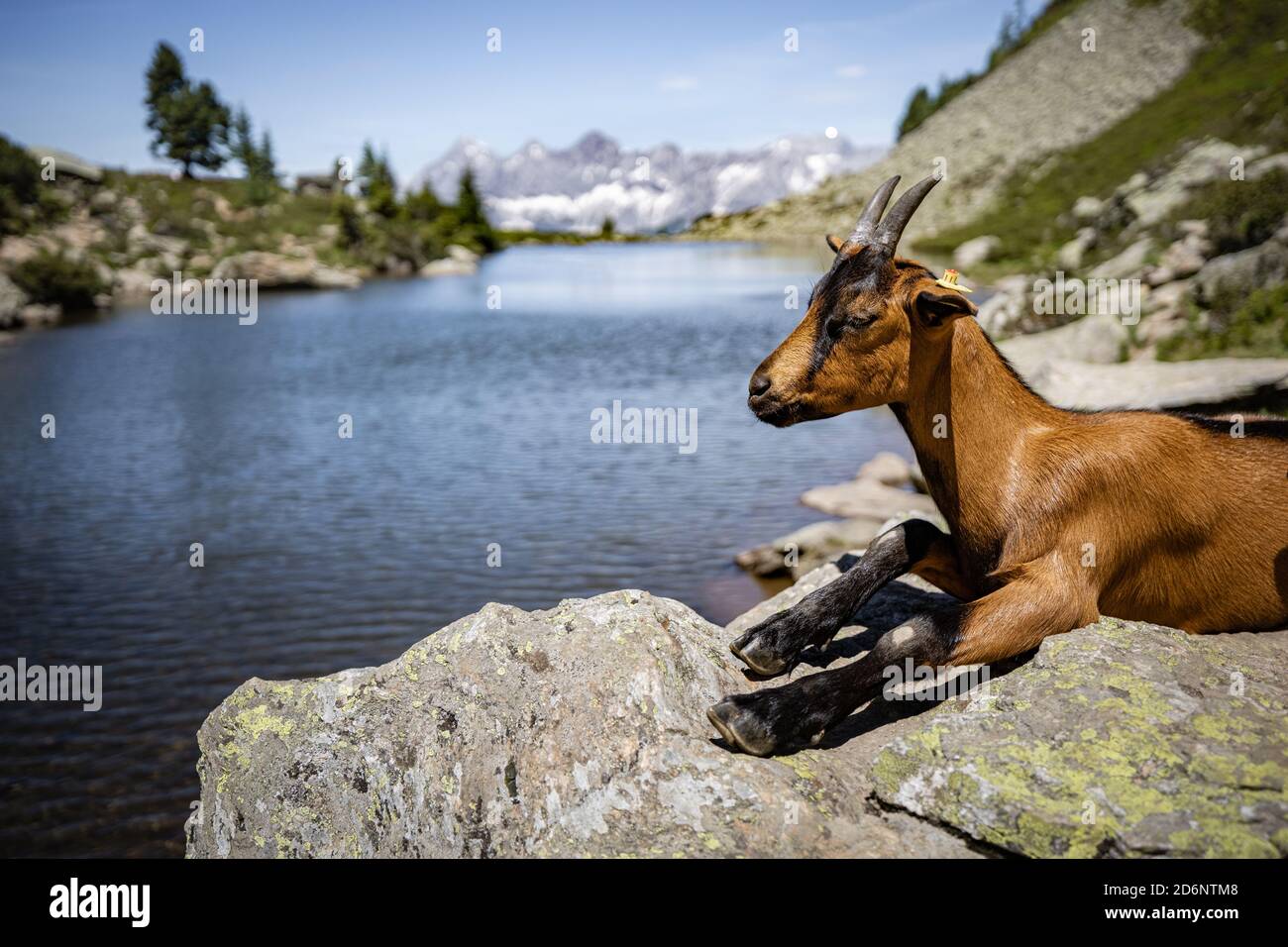 Ziegen beim Spiegelsee, Steiermark Stock Photo - Alamy