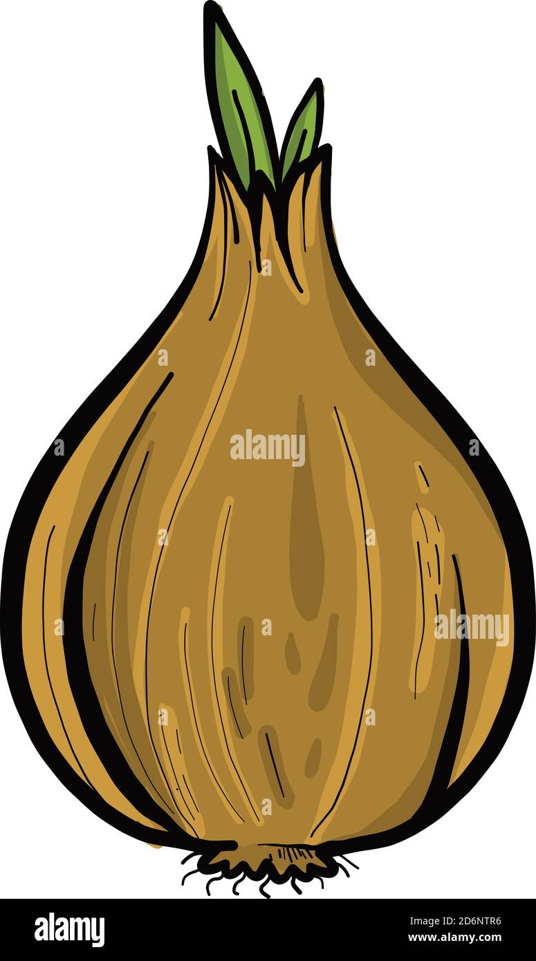Yellow onion, illustration, vector on white background Stock Vector ...