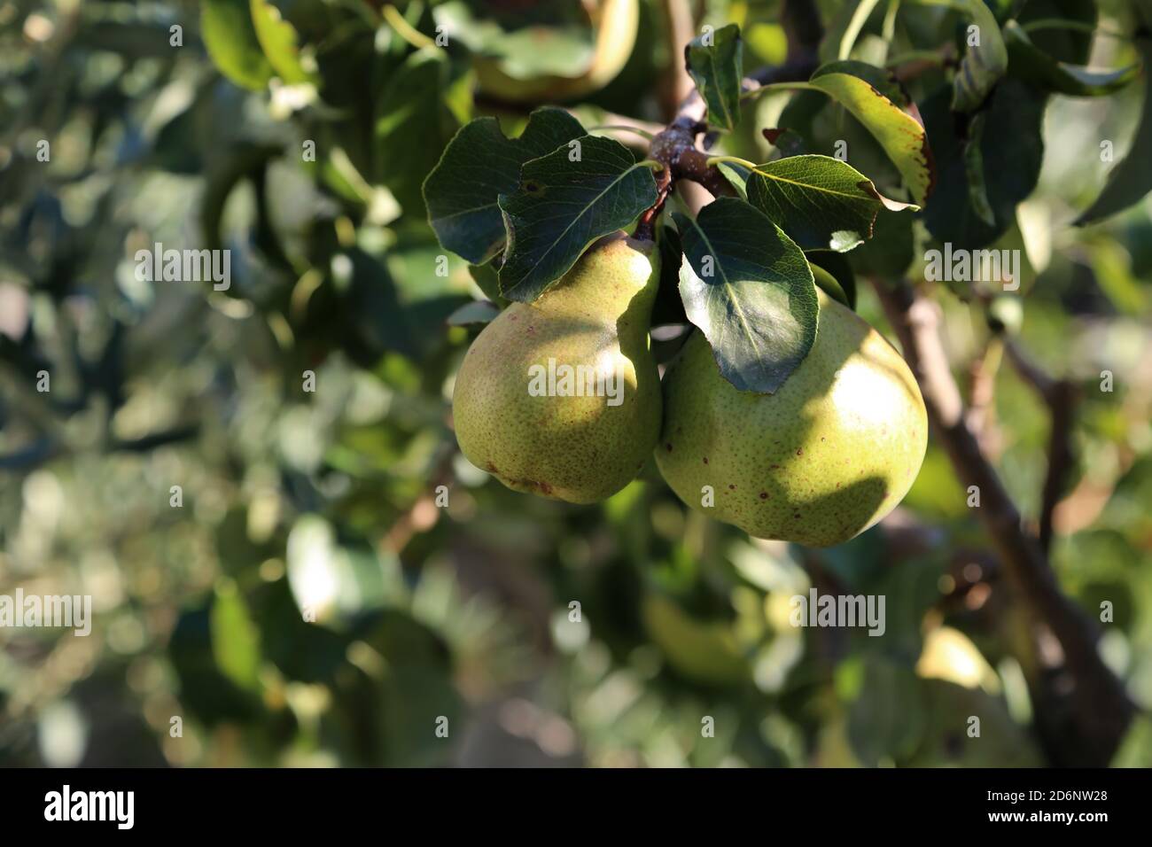 Growing fresh green pears gleaming under the sunrays in the garden ...