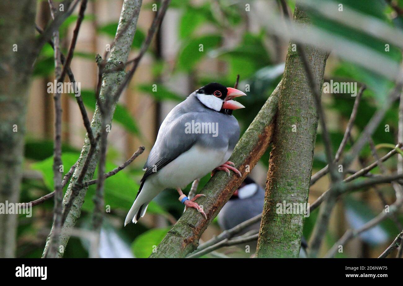 Java sparrow at Chester zoo Stock Photo - Alamy