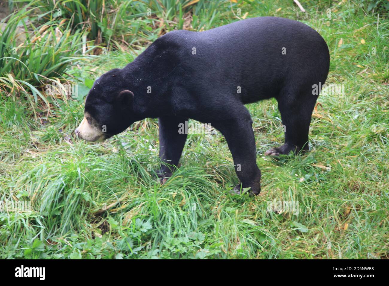Andean bear at Chester zoo Stock Photo - Alamy
