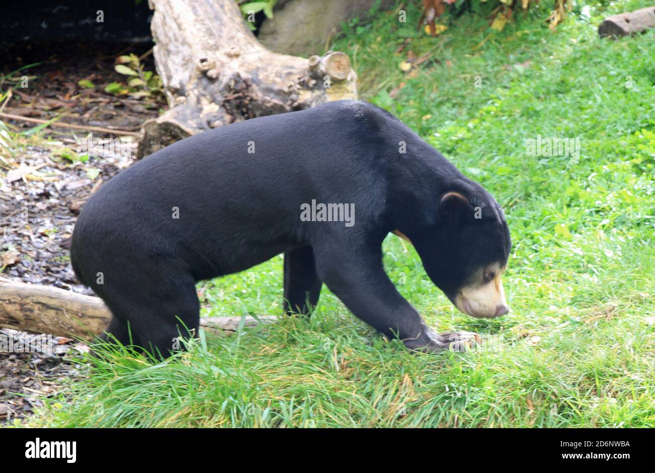 Andean bear at Chester zoo Stock Photo - Alamy