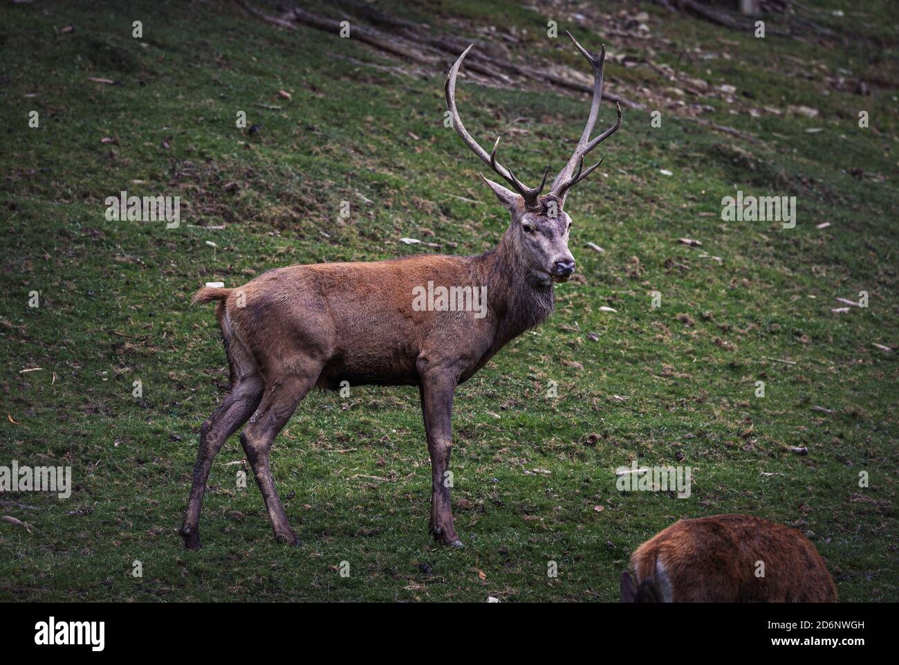 Wildlife - Deer Stock Photo - Alamy