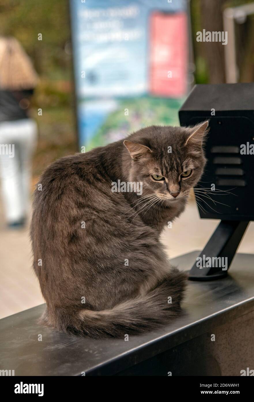 A cat sits at the entrance to the Museum on a ticket scanning machine ...