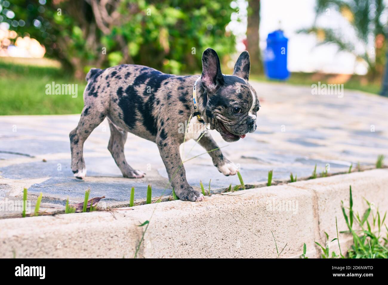 Beautiful puppy spotted french bulldog happy at the park outdoors Stock ...