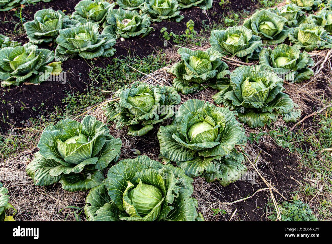 Green Cabbage (Brassica oleracea capitata) field Stock Photo - Alamy