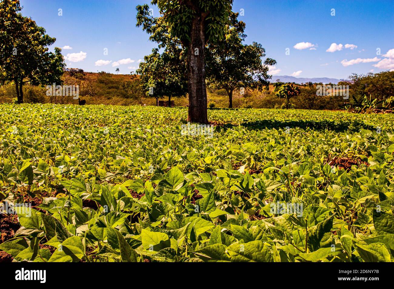 Haiti farm hi-res stock photography and images - Alamy