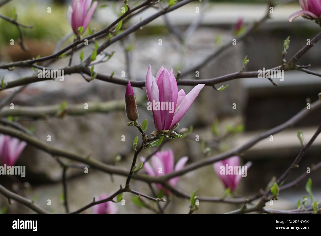 Closeup shot of beautiful Chinese Magnolia flower blossom Stock Photo ...