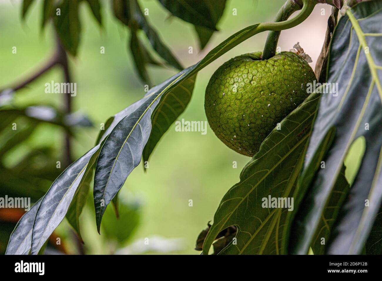 Artocarpus altilis hi-res stock photography and images - Alamy