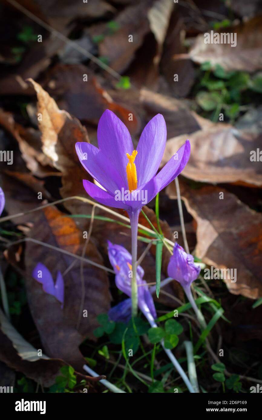 This lilac has brightly colored stamens that make it seem like fire is ...