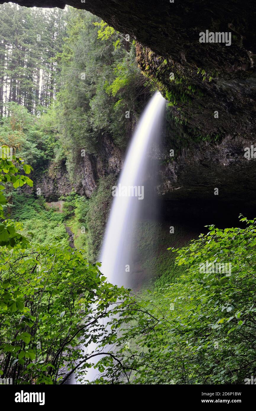 Forest scene in silver falls state park hi-res stock photography and ...