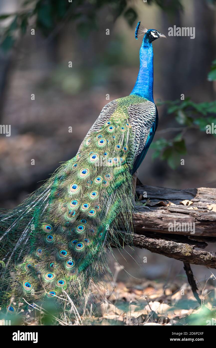 Indian peacock (Pavo cristatus) rests in an Indian forest Stock Photo ...