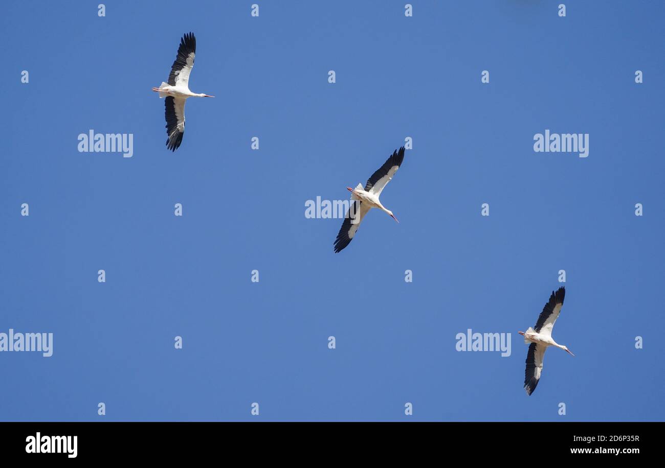 Flying white storks hi-res stock photography and images - Alamy