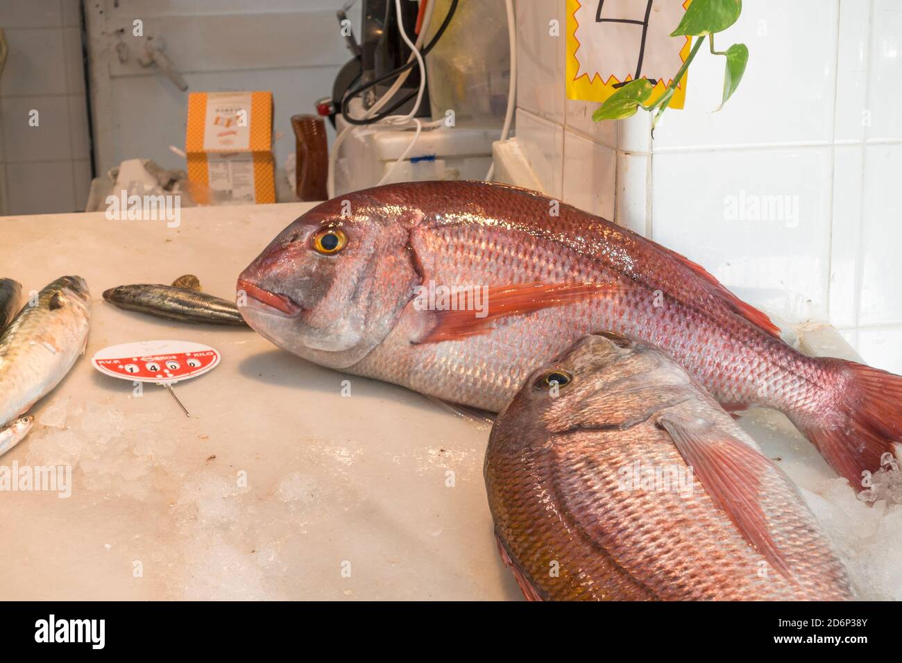 Northern red snapper hi-res stock photography and images - Alamy