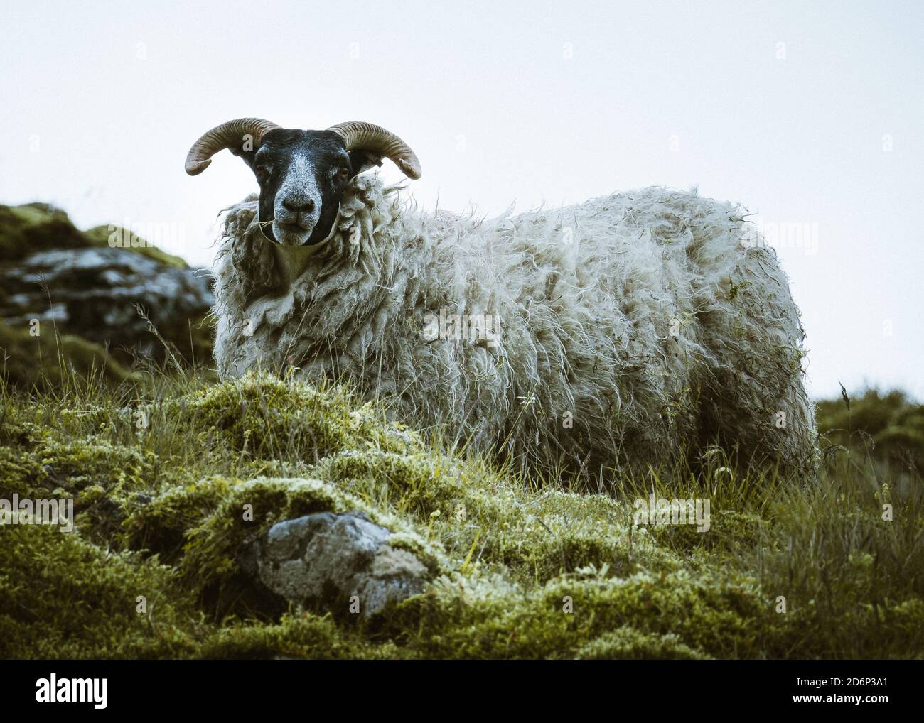 Ram in top of the hill looking down at me Stock Photo - Alamy