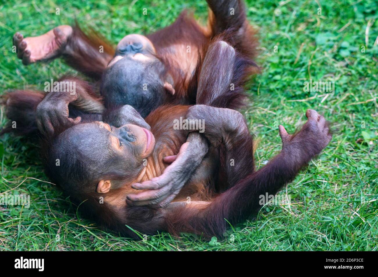 Baby orangutan or Pongo pygmaeus playing on the grass Stock Photo - Alamy