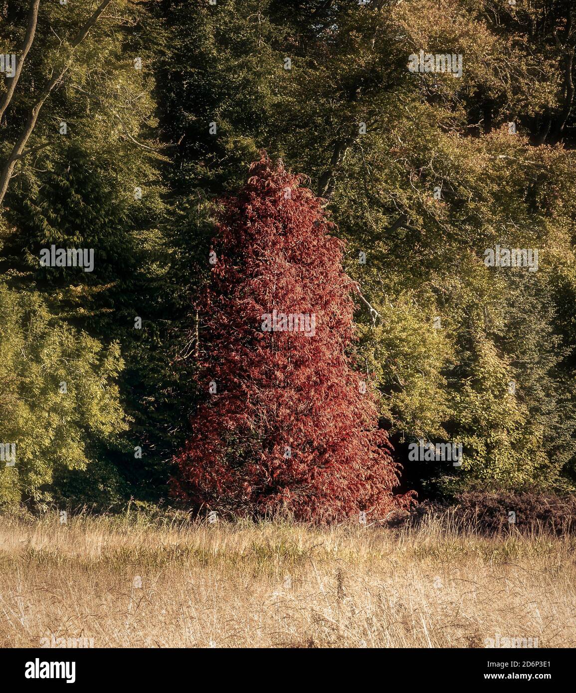 Red tree in contrast to green trees in background, autumn colours Stock ...