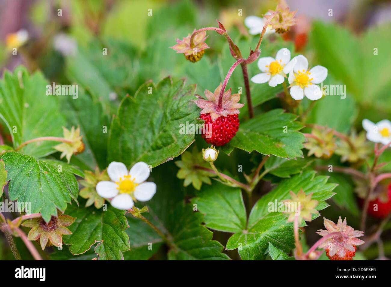 Fragaria indica hi-res stock photography and images - Alamy