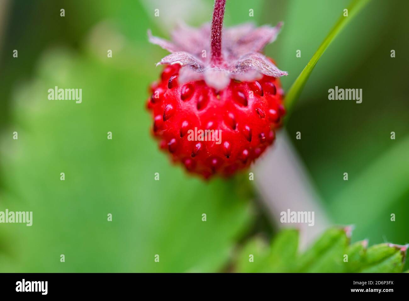 Fragaria indica hi-res stock photography and images - Alamy