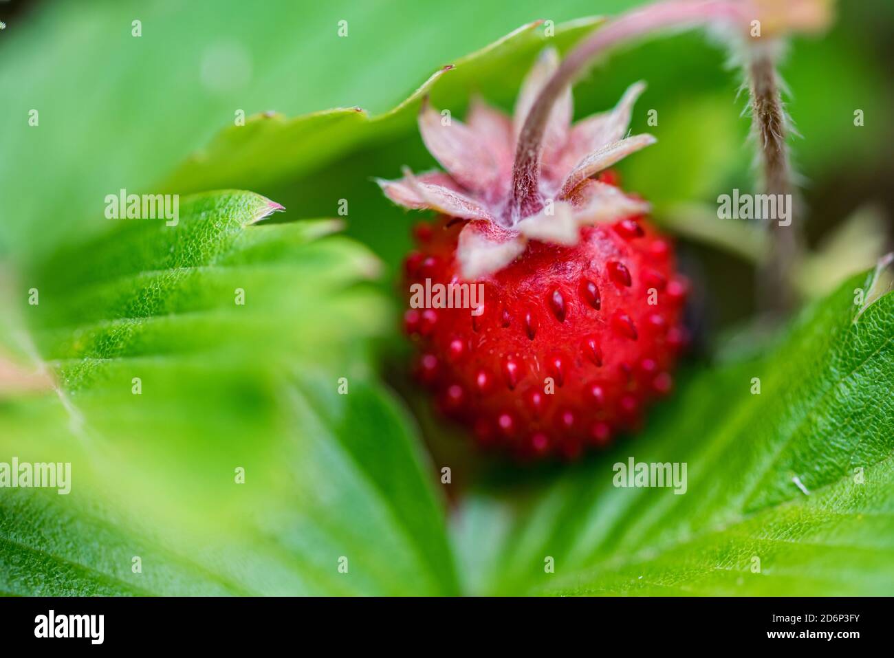 Fragaria indica hi-res stock photography and images - Alamy