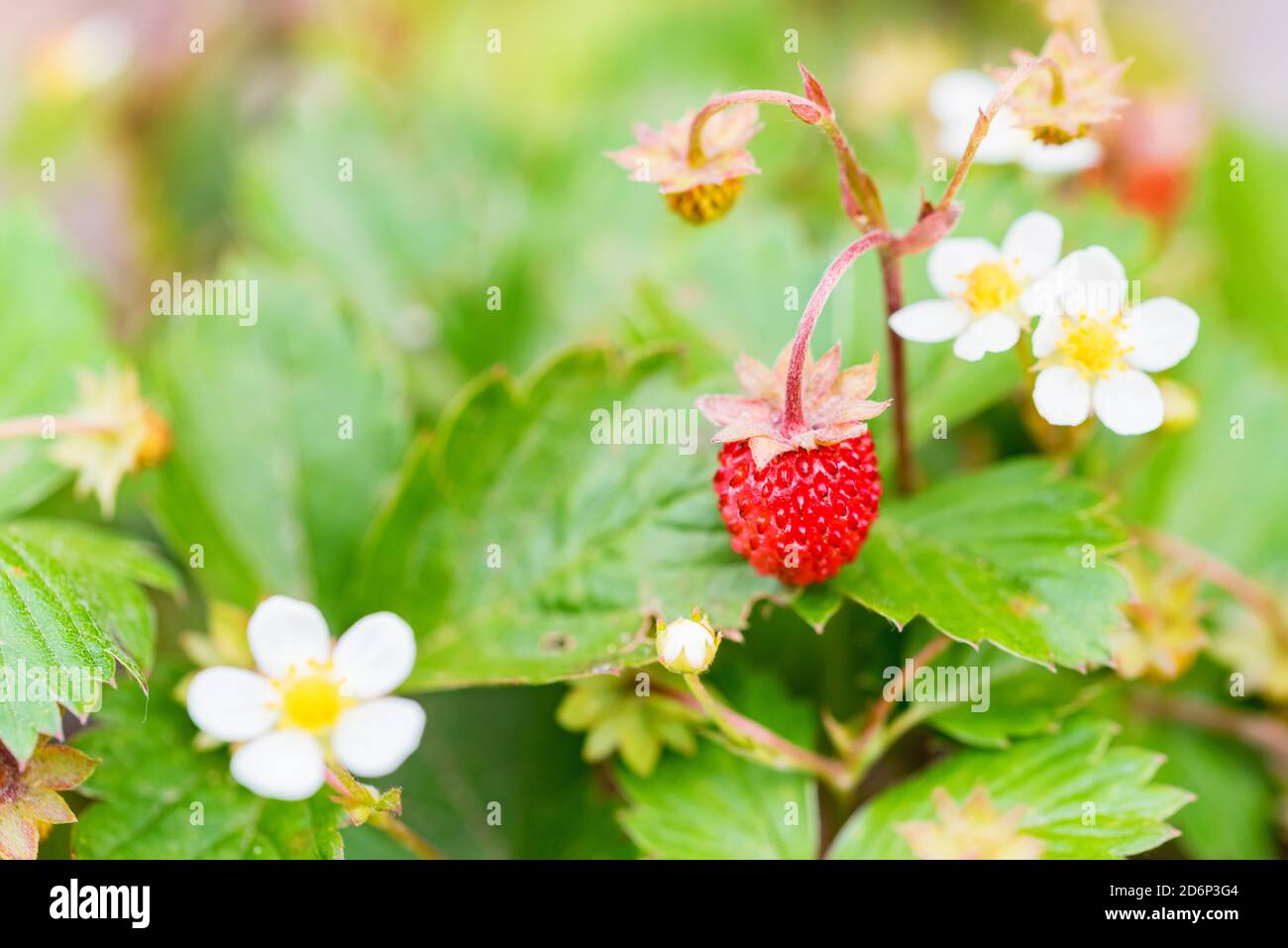 Fragaria indica hi-res stock photography and images - Alamy
