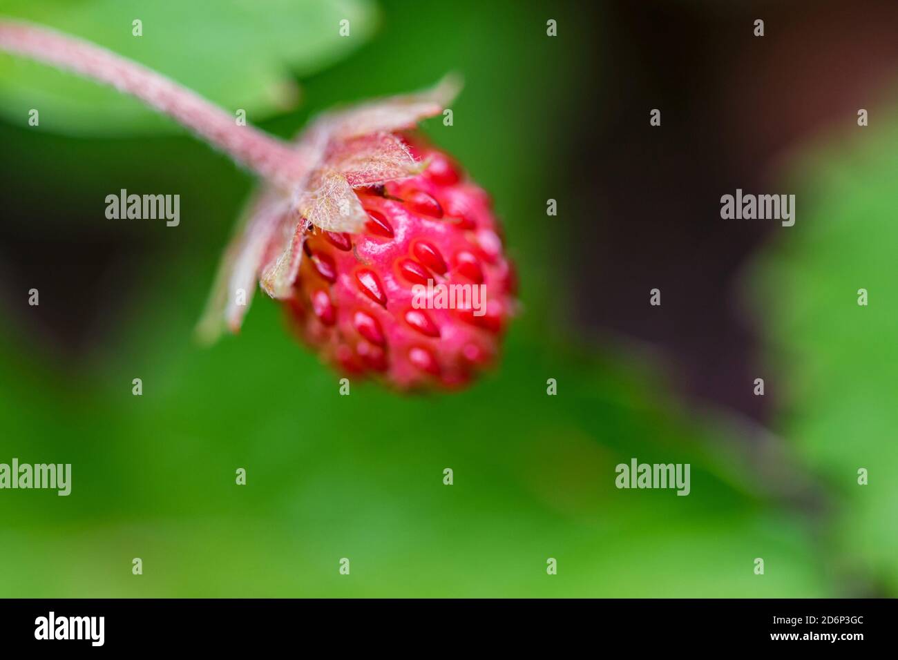 Indian false strawberry hi-res stock photography and images - Alamy