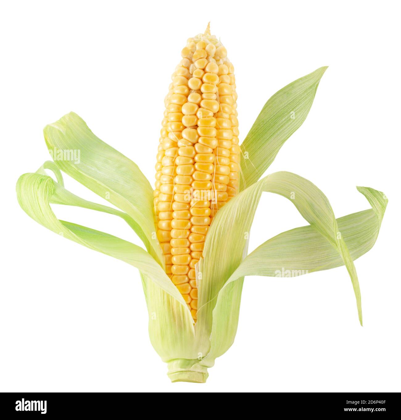 corn ear isolated on a white background Stock Photo - Alamy