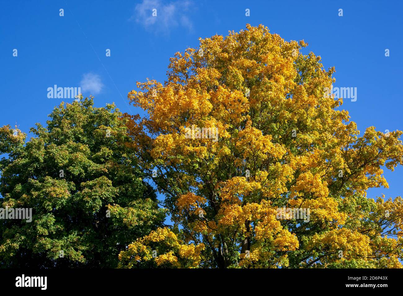 Beautiful forest colorful trees hi-res stock photography and images - Alamy