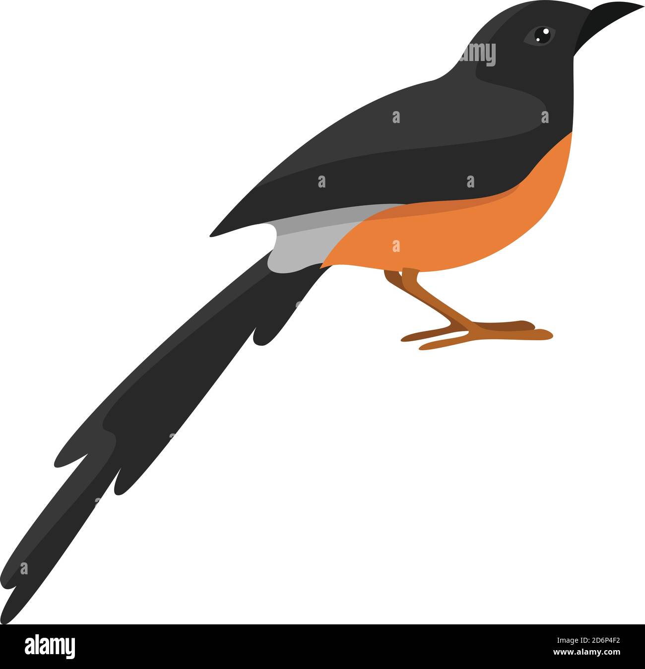 White rumped shama, illustration, vector on white background Stock ...