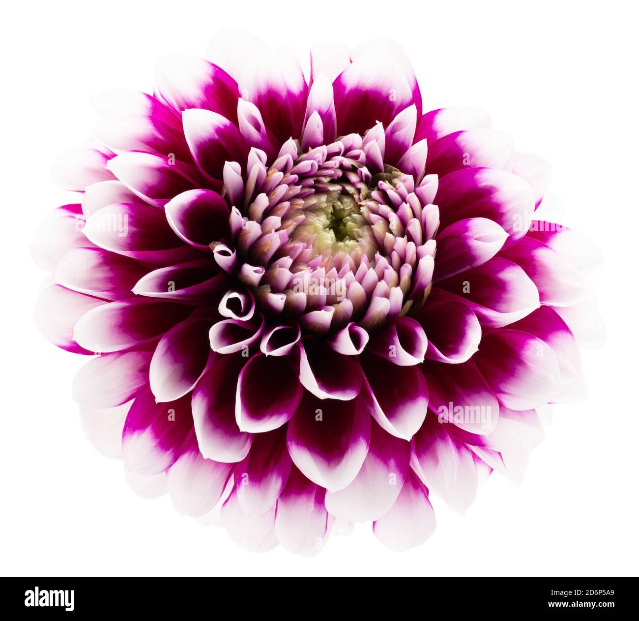 Single dahlias flower Cut Out Stock Images & Pictures - Alamy