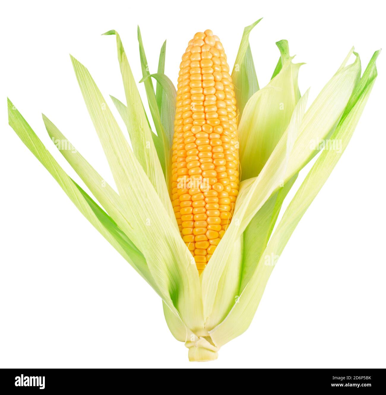 corn ear isolated on a white background Stock Photo - Alamy