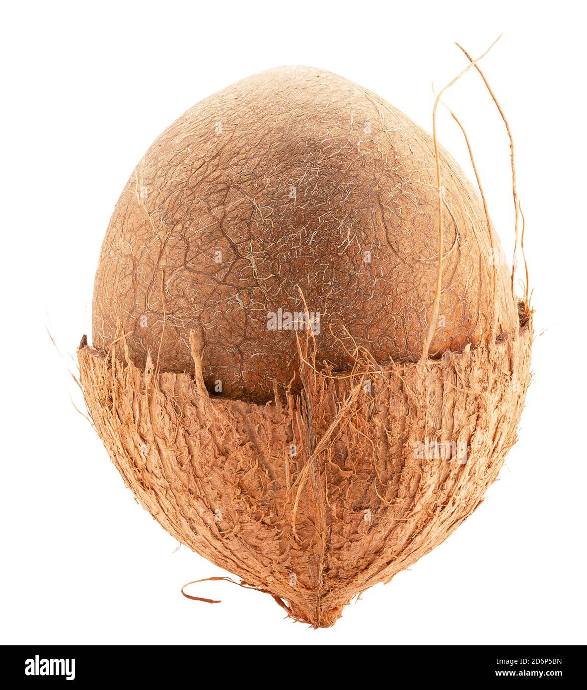 coconut without shell isolated on a white background Stock Photo - Alamy