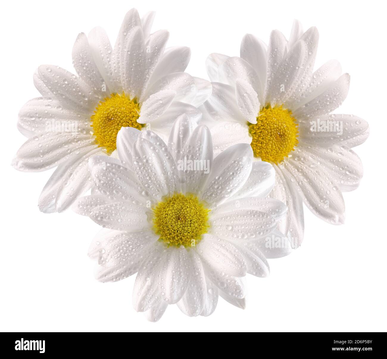 daisies isolated on a white background Stock Photo - Alamy