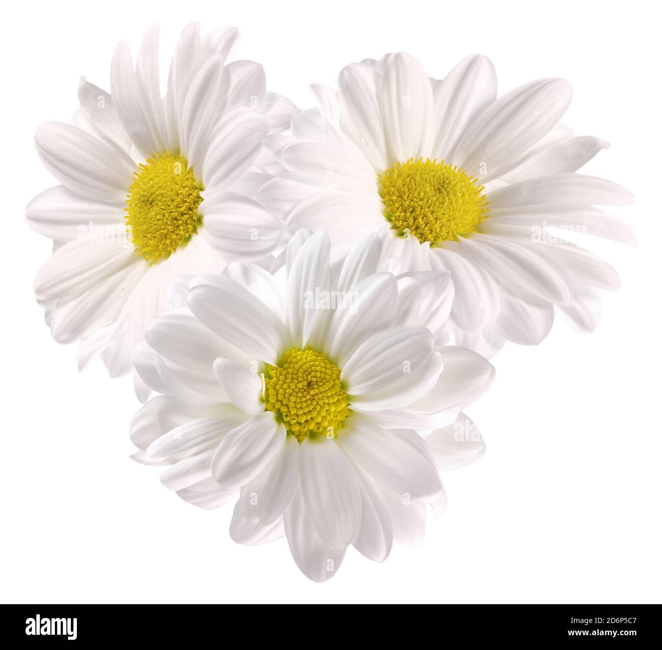 daisies isolated on a white background Stock Photo - Alamy
