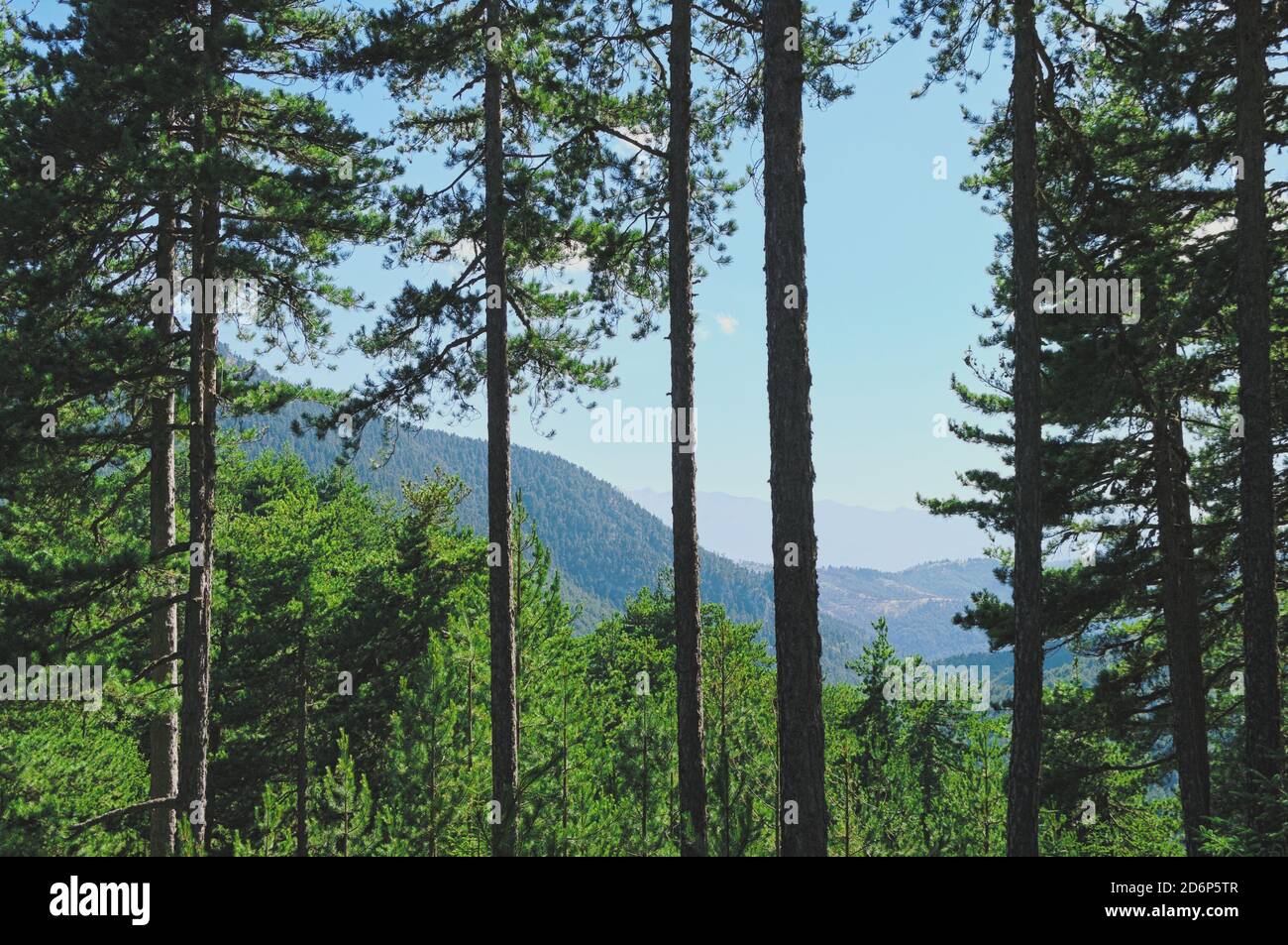 Arcadia woods hi-res stock photography and images - Alamy