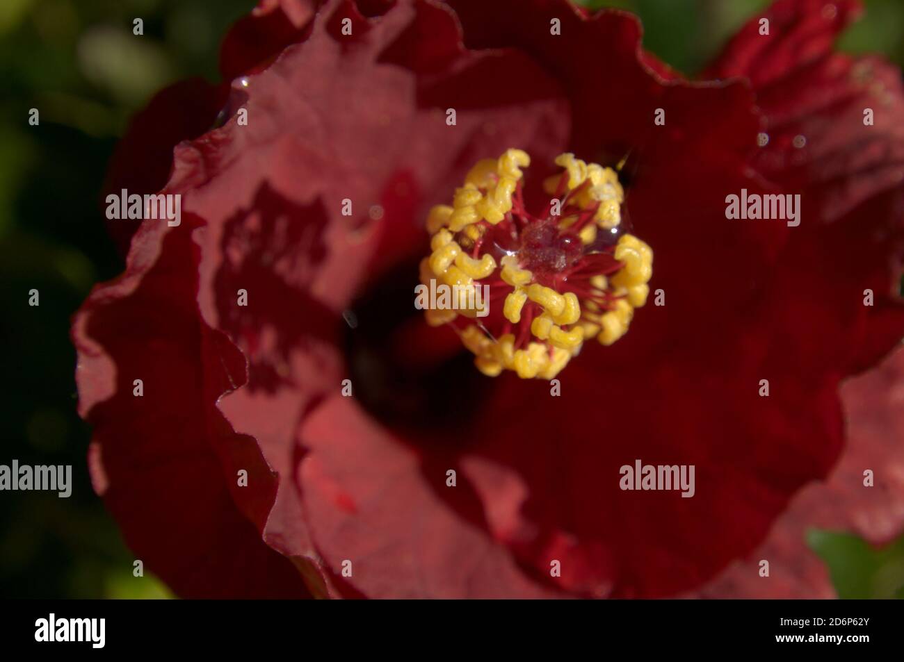 Deep red Hibiscus flower in herbaceous border Stock Photo - Alamy