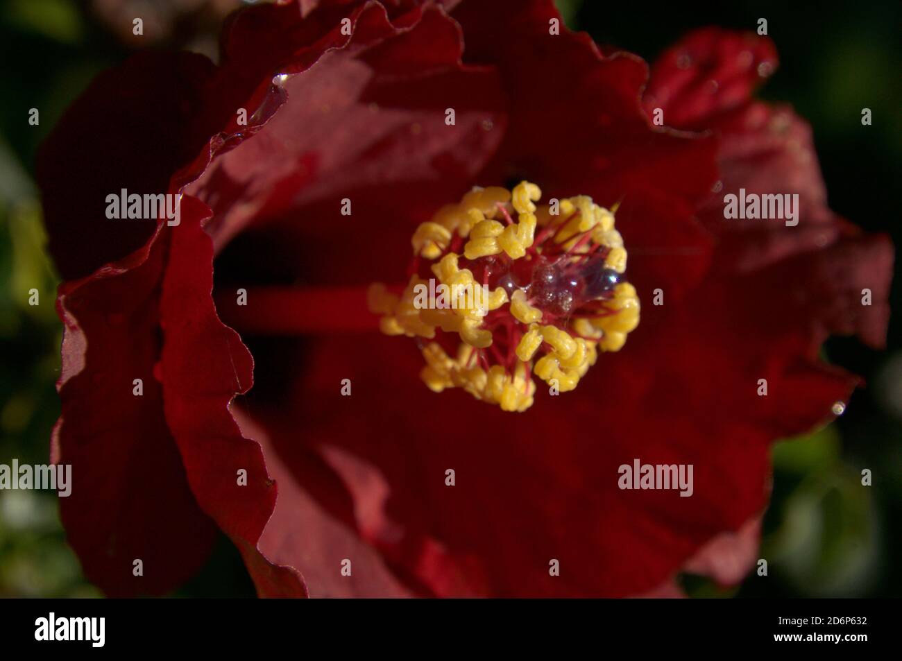 Deep red Hibiscus flower in herbaceous border Stock Photo - Alamy