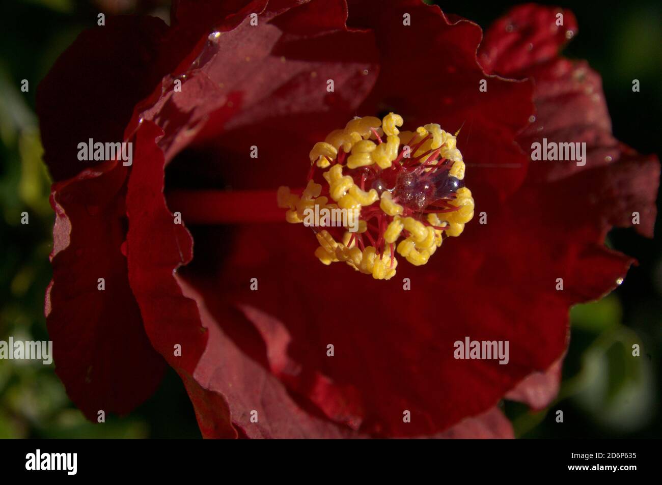 Deep red Hibiscus flower in herbaceous border Stock Photo - Alamy